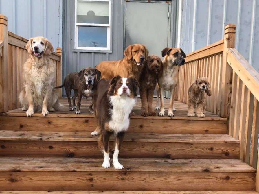 Pillars of Support: A Collaborative Approach to Pet Care Business ...