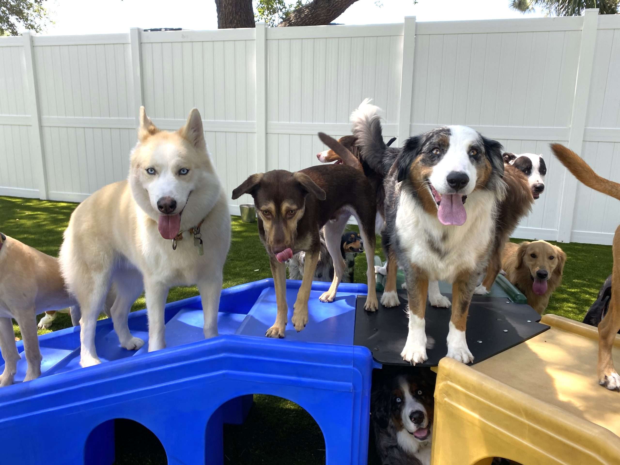 Pillars of Support: A Collaborative Approach to Pet Care Business ...