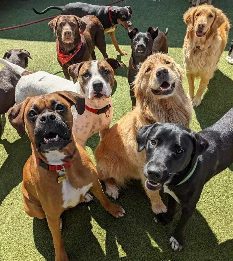 Unleashing Success: Playtime Pet Resort's Journey with Pet Resort ...