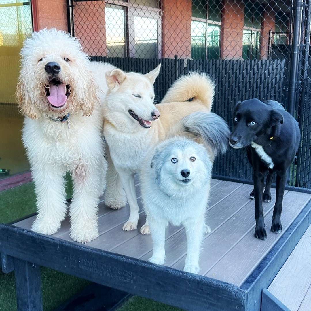 How "Code Bark" is Saving Lives in Pet Resorts - Pet Resort Hospitality ...